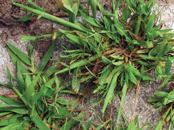 Lästig: Hirse im Rasen